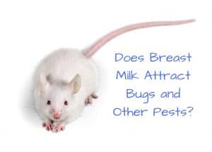 Does Breast Milk Attract Bugs And Other Pests? [Plus How To Fix It!]